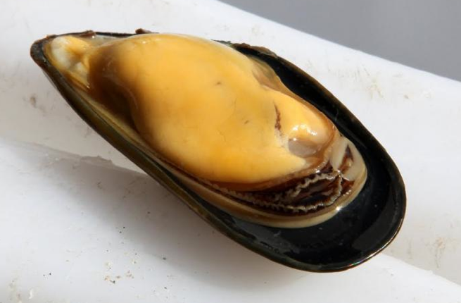 Moules de Bouchot, prêtes à cuire Moules de Bouchot, prêtes à cuire